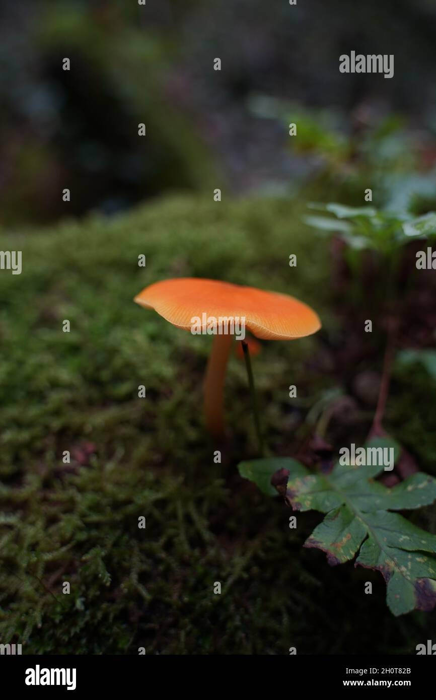 Orange milkcap mushroom growing in a forest Stock Photo - Alamy