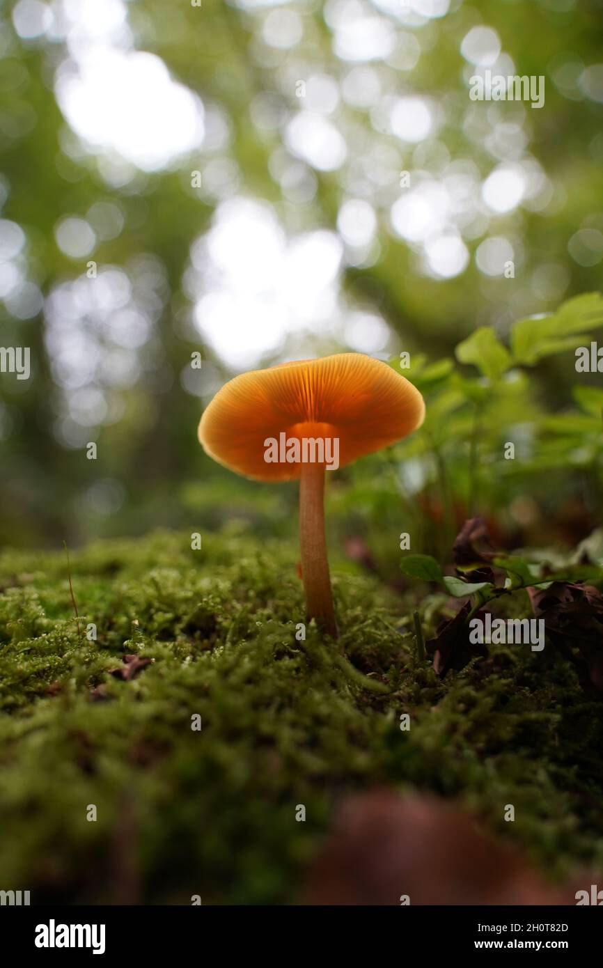 Orange milkcap mushroom growing in a forest Stock Photo - Alamy