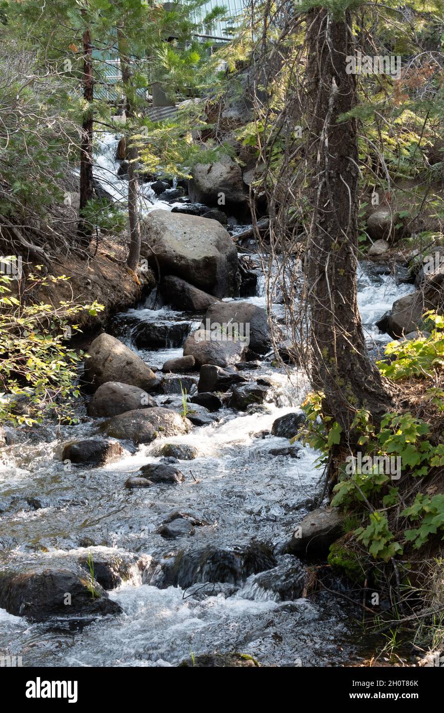 A stream flowing through Lodgepole campground in the Sierra Nevada ...
