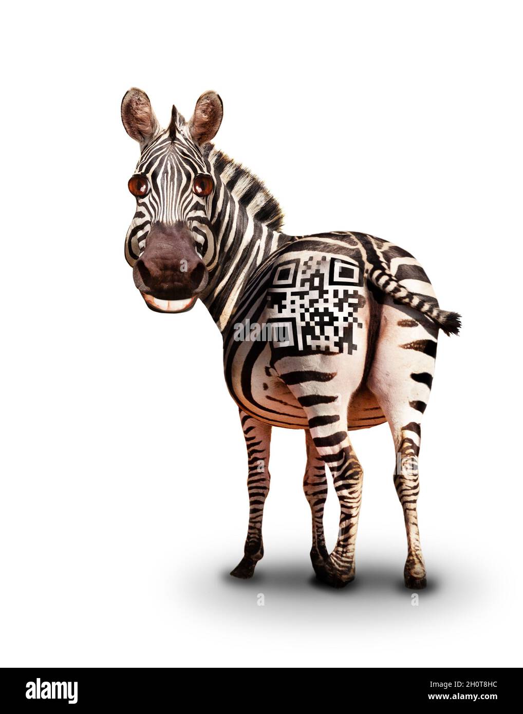 Smiling zebra with QR barcode on back Stock Photo - Alamy