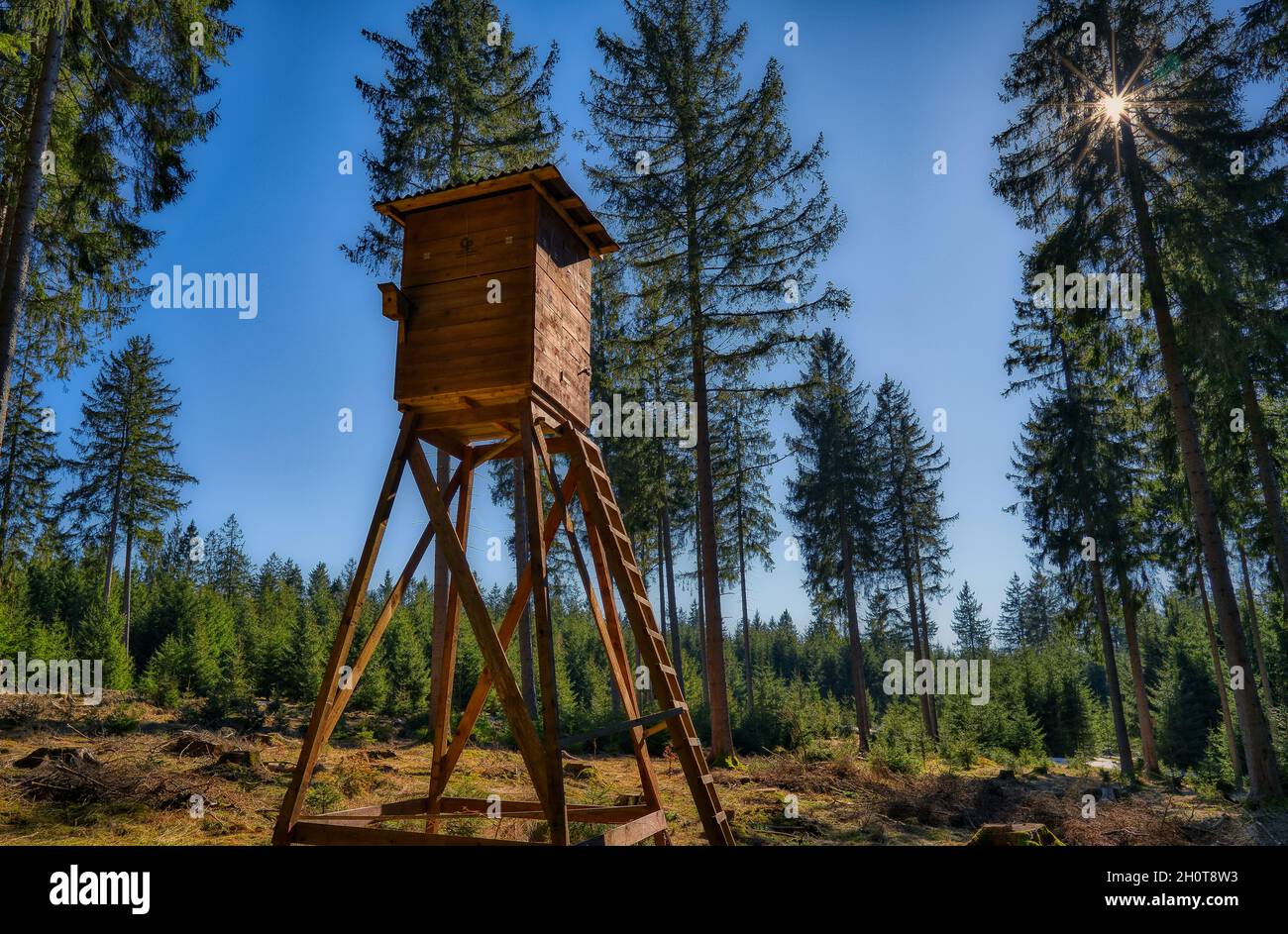 Wooden hunting tower in the forest with dense spruce trees under a blue ...