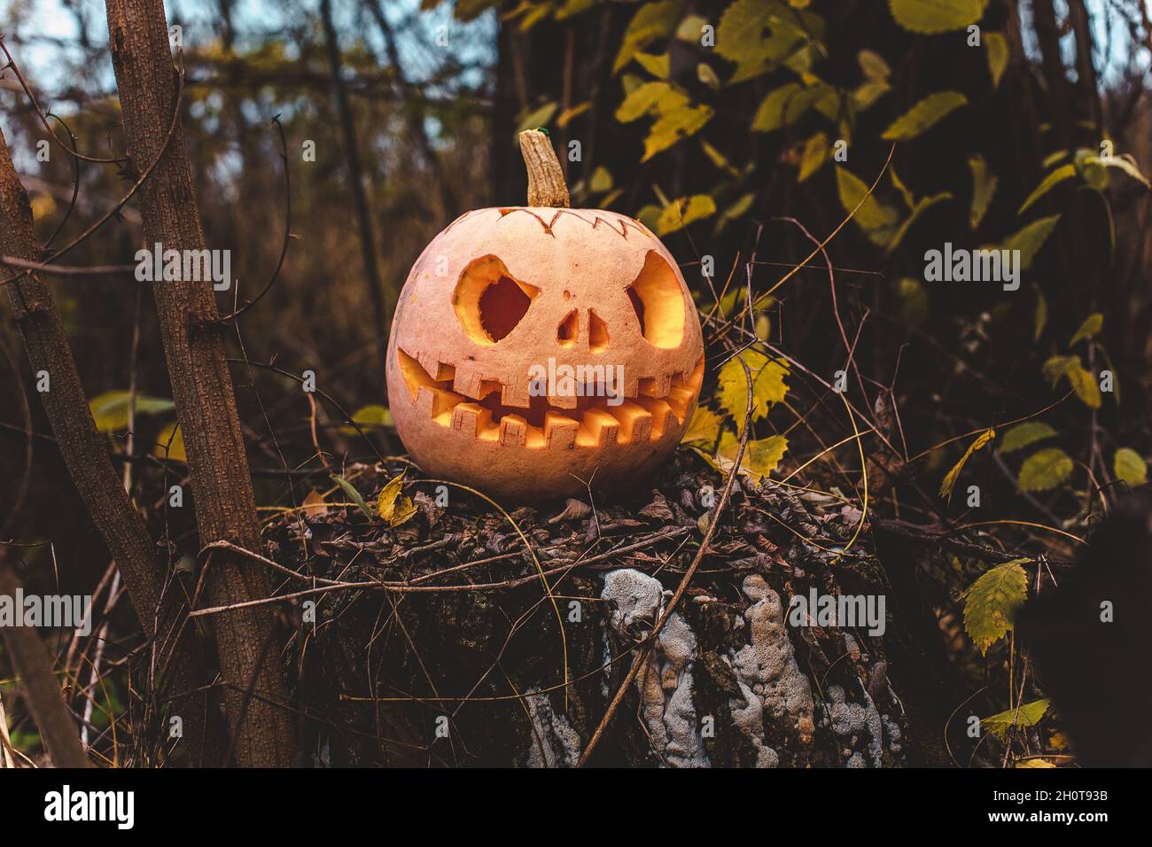 Pumpkin with carved eyes and mouth on the stump. Decor for Halloween ...