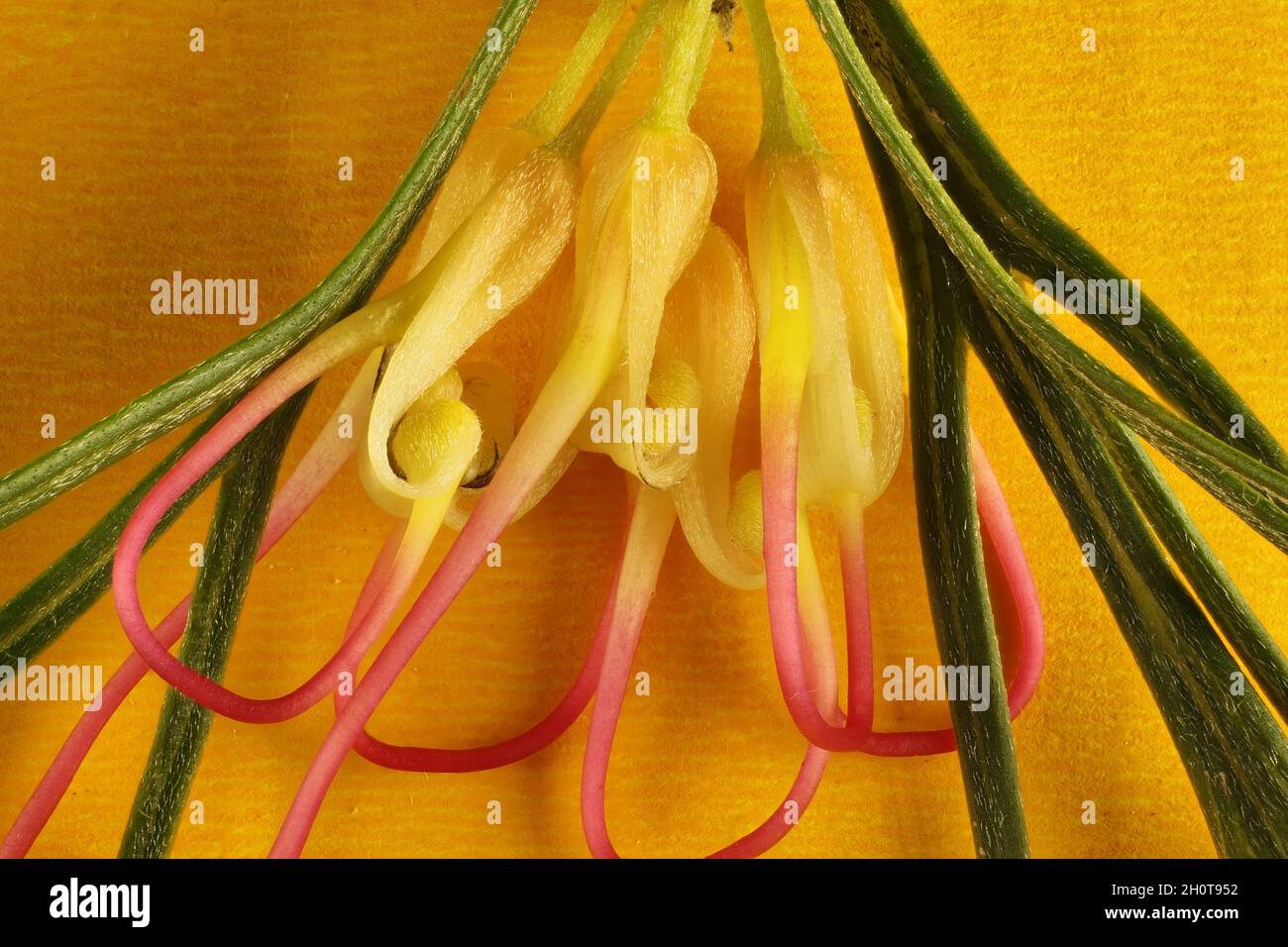 Enlarged detail of Grevillea Flora Mason inflorescence on yellow ...