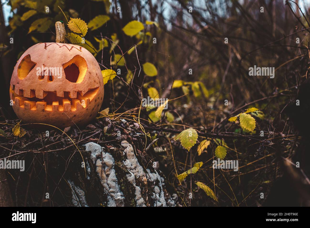 Pumpkin with carved eyes and mouth on the stump. Decor for Halloween ...