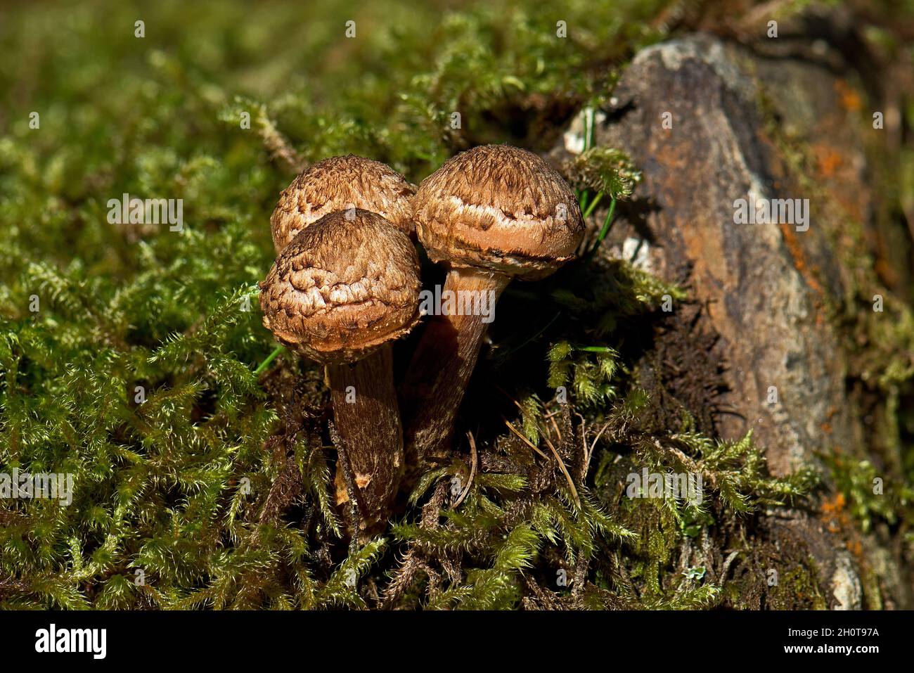 woodland fungi growing along the banks of the River Barle at Cow Castle ...