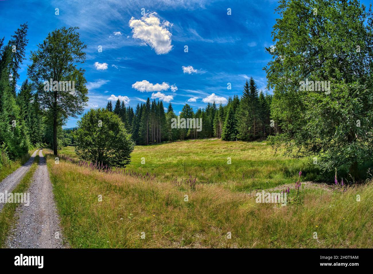 Green forest with a path and dense spruce trees under a blue sky with ...