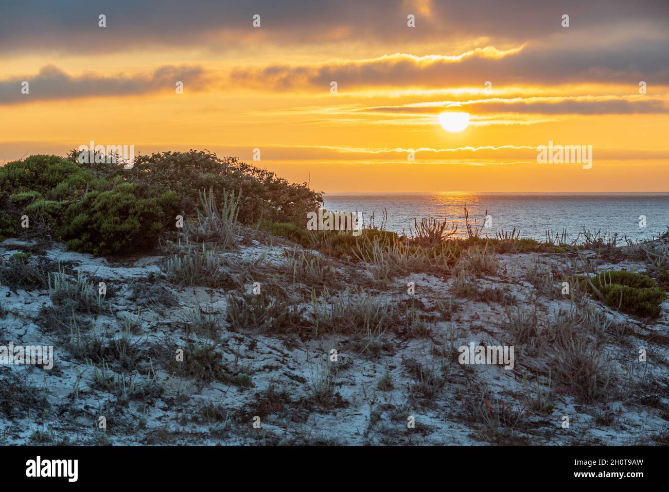 Dune asilomar hi-res stock photography and images - Alamy