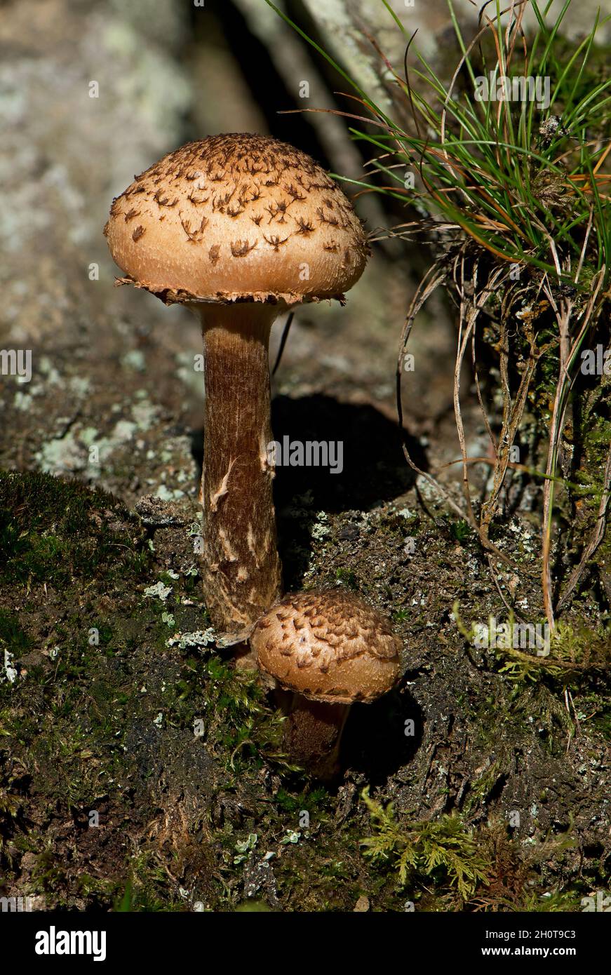 woodland fungi growing along the banks of the River Barle at Cow Castle ...