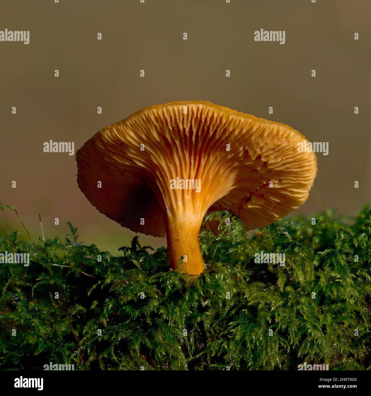 woodland fungi growing along the banks of the River Barle at Cow Castle ...