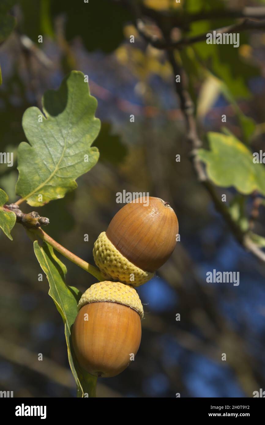 Closeup shot of acorns on an oak tree in autumn Stock Photo - Alamy