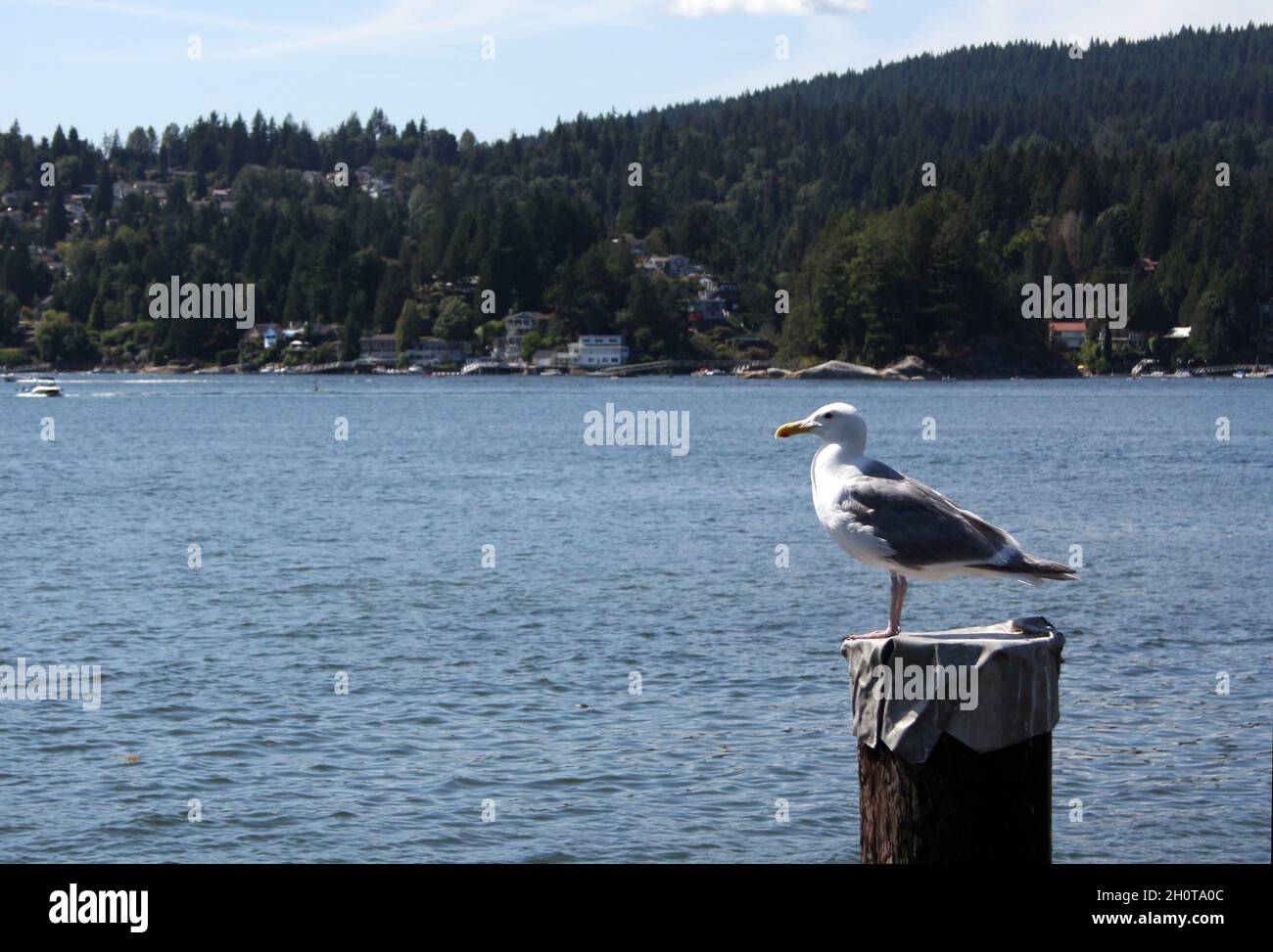 Seagull perched on a wooden post Stock Photo - Alamy