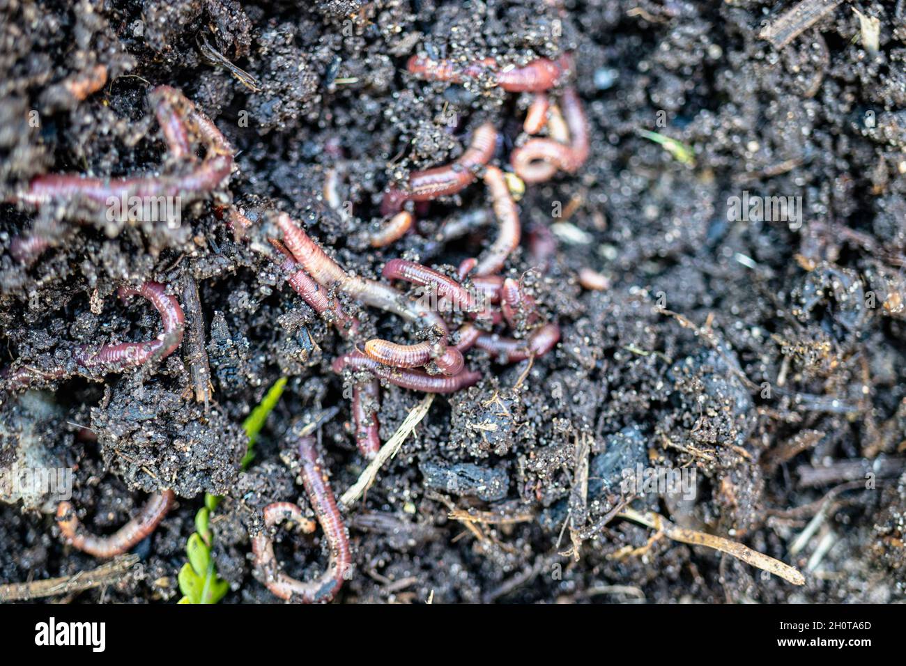 Manure Worms High Resolution Stock Photography and Images - Alamy