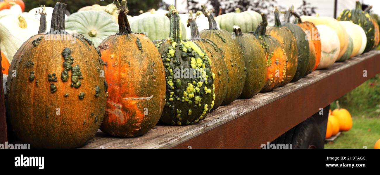 Squash diversity on the long wooden counter Stock Photo - Alamy