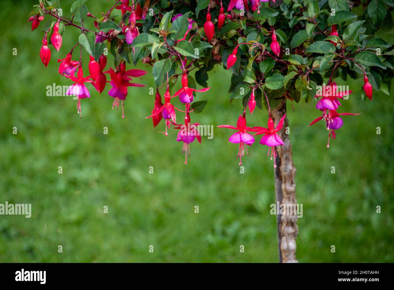 Fuchsia colored flower hi-res stock photography and images - Alamy