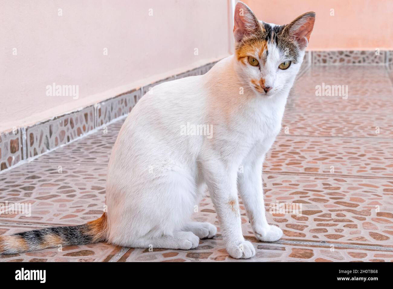 Portrait of a Mexican white cat while looking lovely and cute in the ...