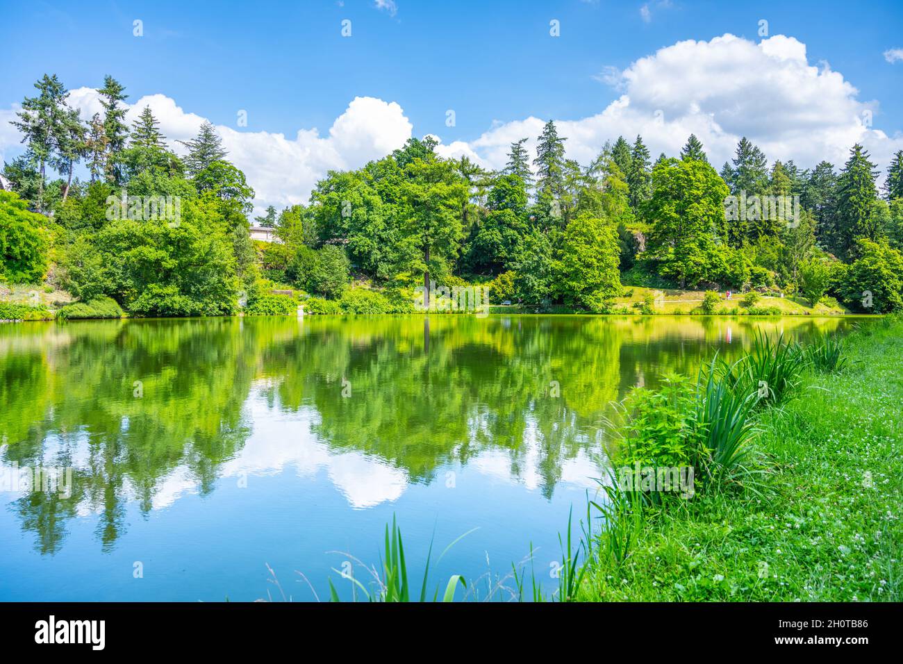 Summer park greenery reflected in the water Stock Photo - Alamy
