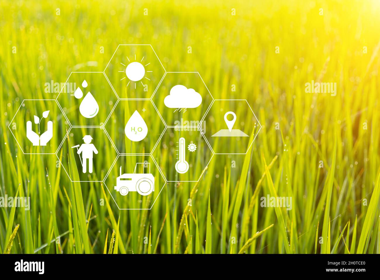 modern agriculture concept technology smart farming icon on rice ...