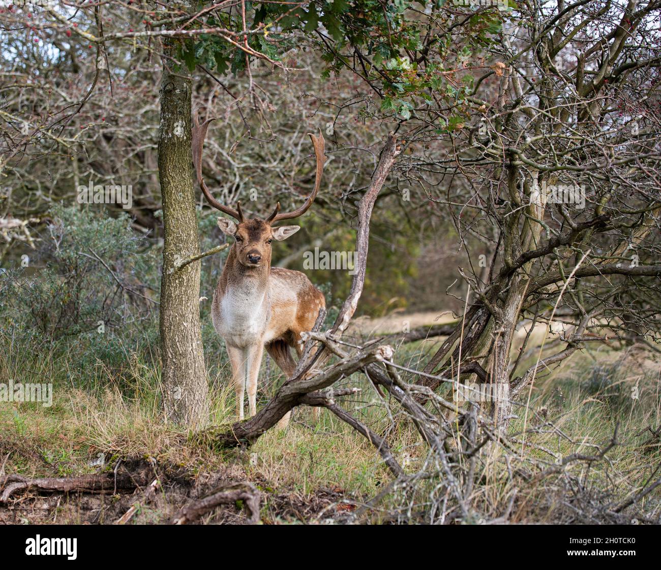deer in the wild nature in the netherlands Stock Photo - Alamy