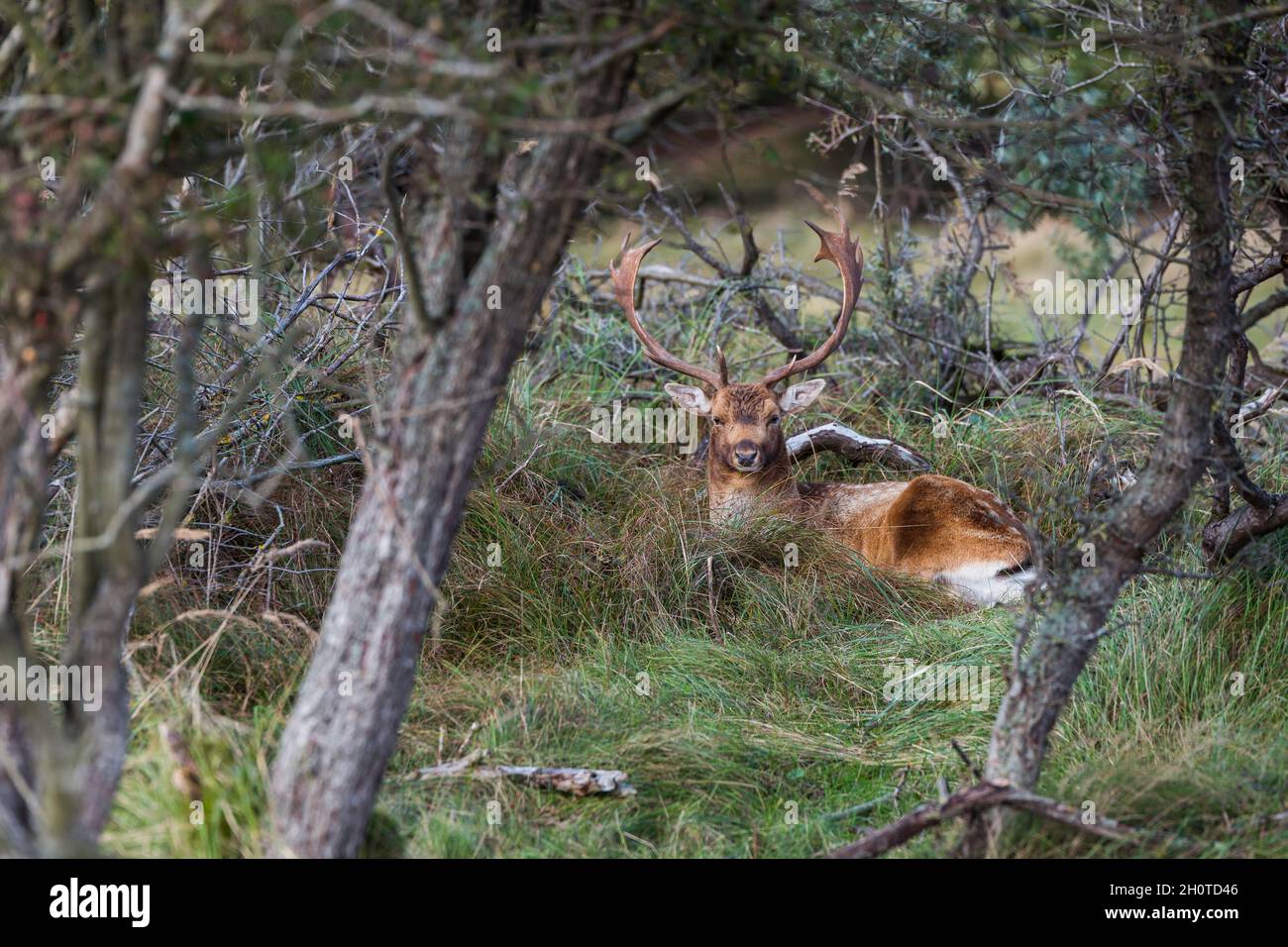 deer in the wild nature in the netherlands Stock Photo - Alamy
