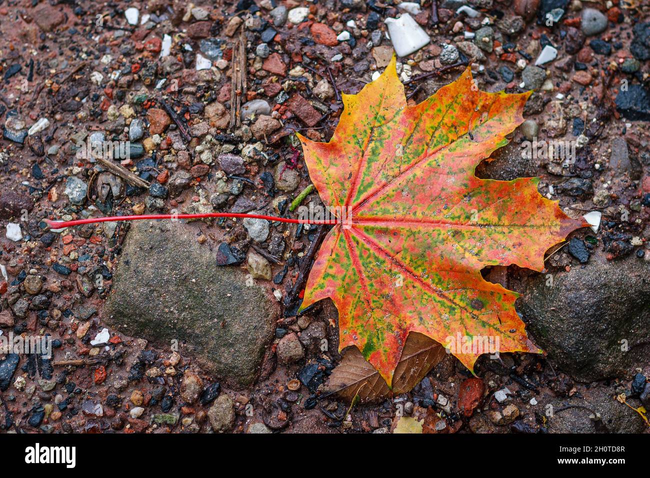 Leave ground hi-res stock photography and images - Alamy