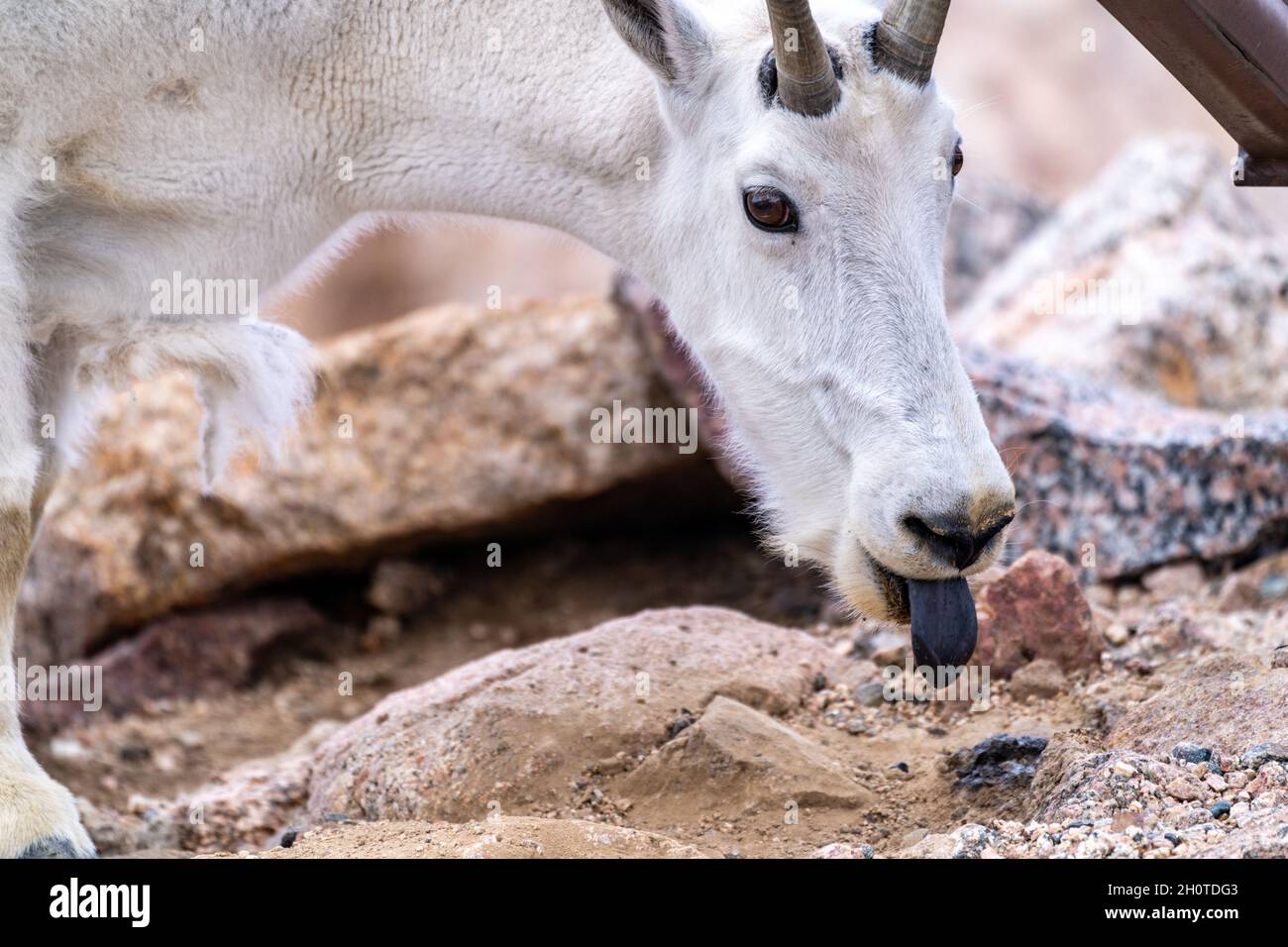 Black tongue of a mountain goat, licking salt off the ground. Taken on ...