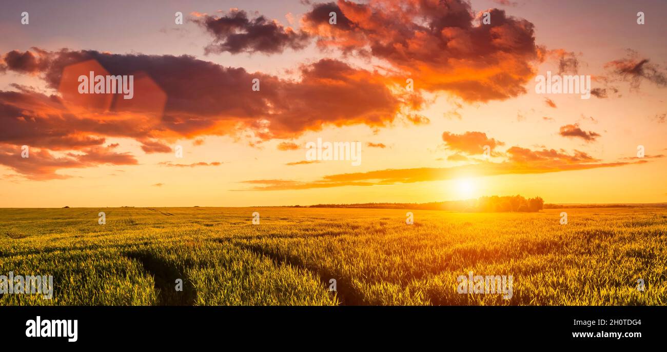 Sunset or sunrise on a rye or wheat agricultural field with young green ...