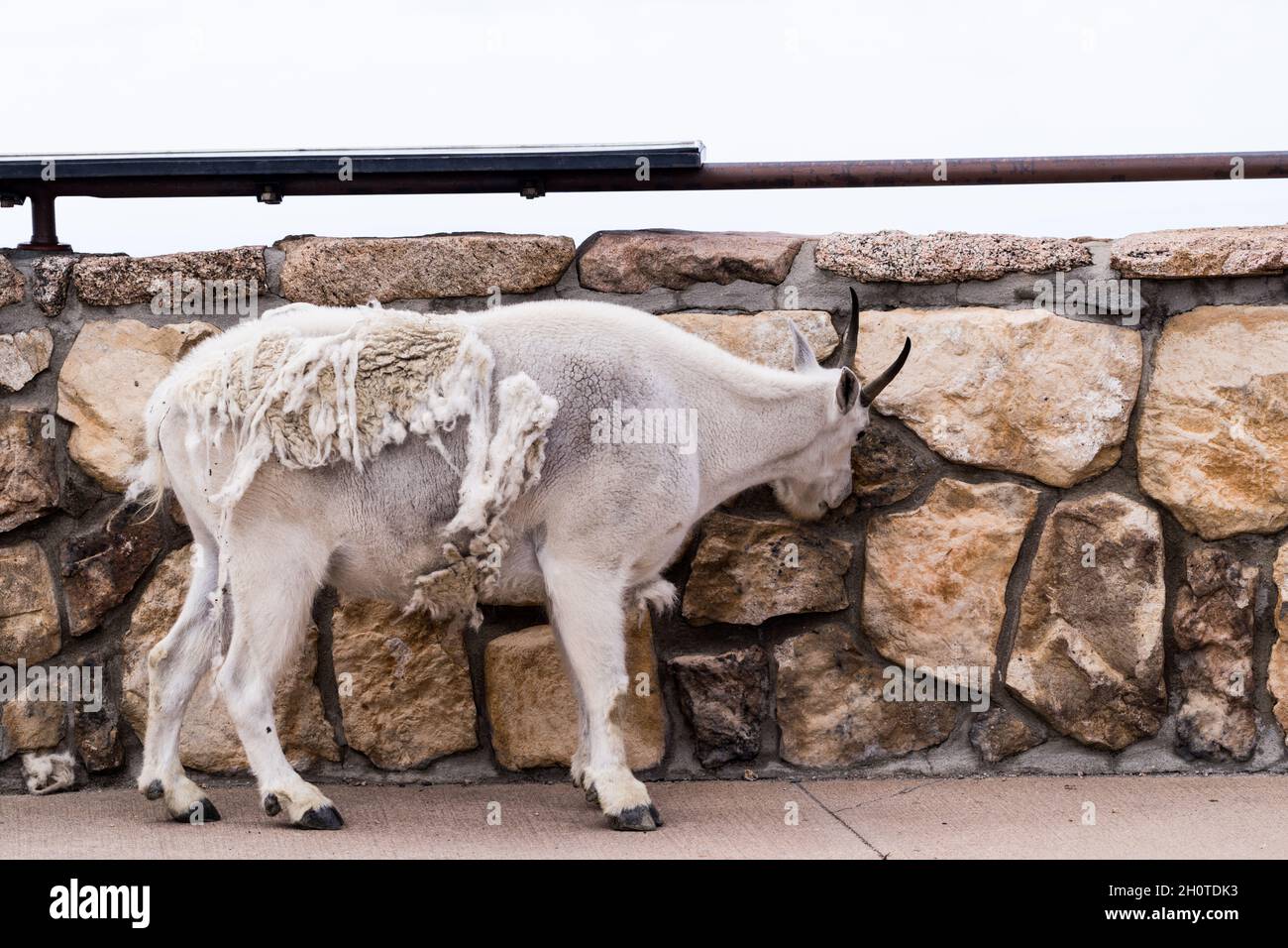 Mountain goat licks salt off the wall at the Mt. Evans Scenic summit in ...