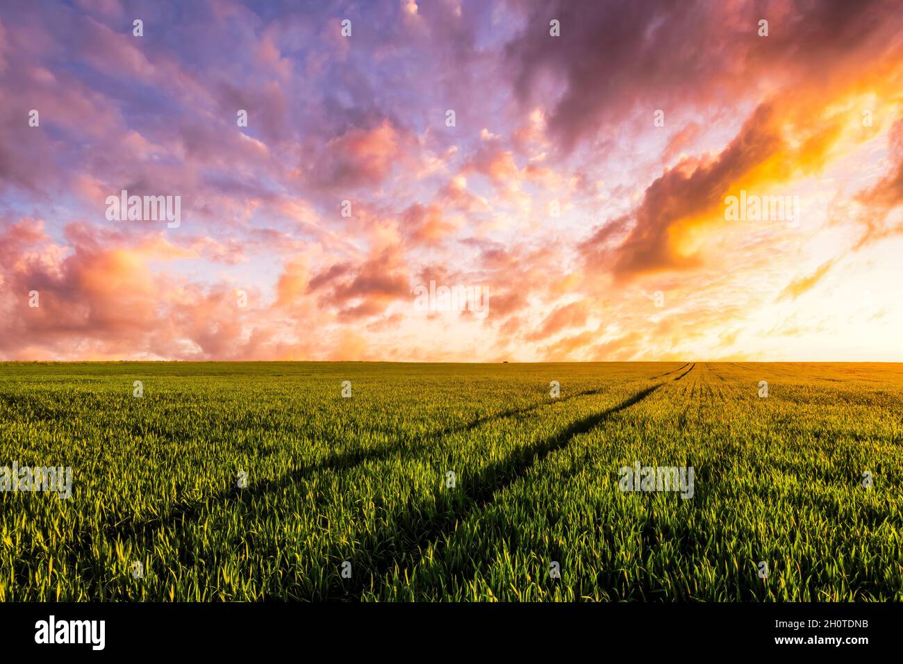 Sunset or sunrise on a rye or wheat agricultural field with young green ...