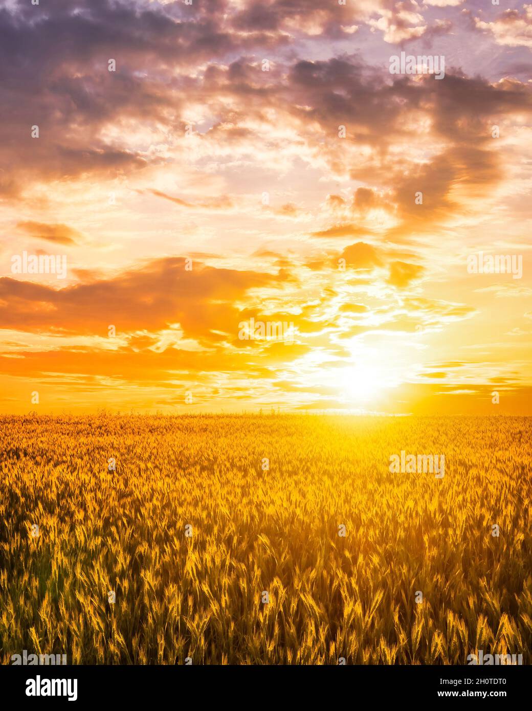Sunset or sunrise on a rye field with golden ears and a dramatic cloudy ...