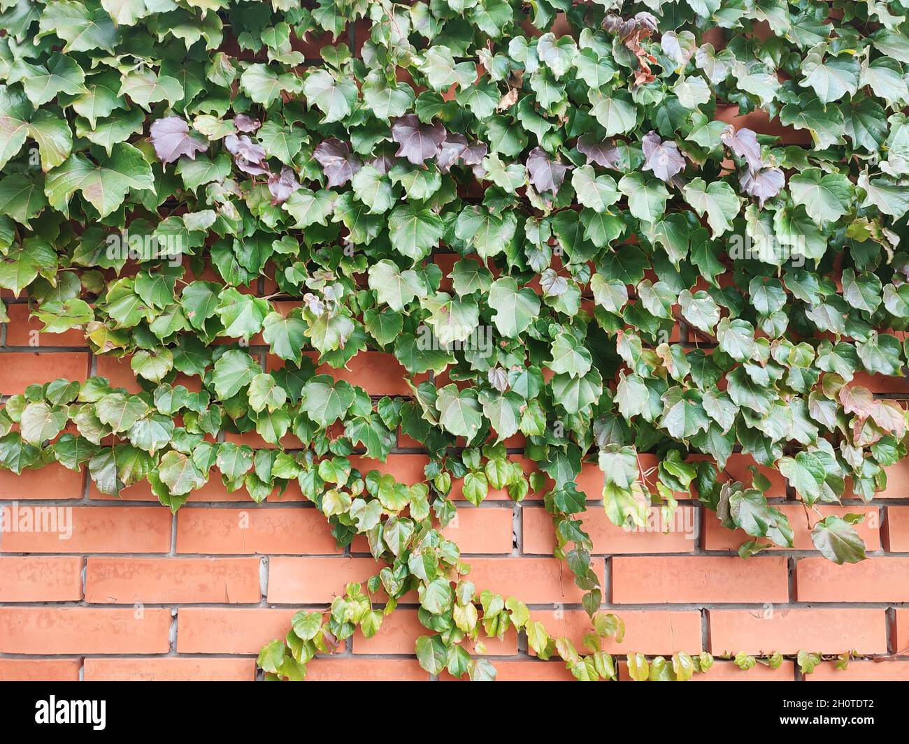 Green ivy creeper plant on red brick wall Stock Photo - Alamy