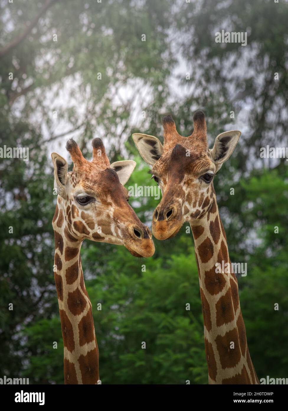 Vertical macro shot of two giraffes on a natural background Stock Photo ...