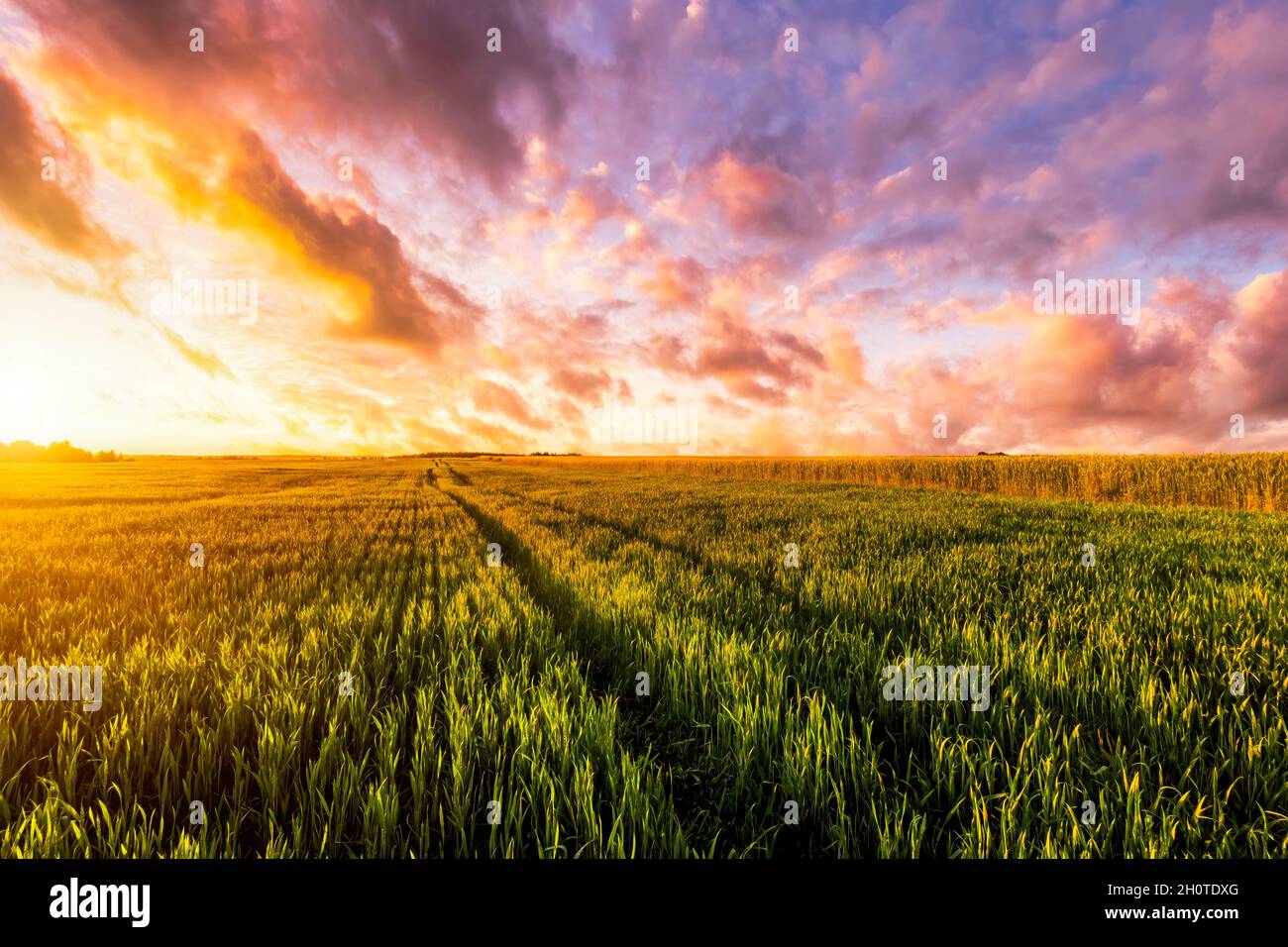 Sunset or sunrise on a rye or wheat agricultural field with young green ...