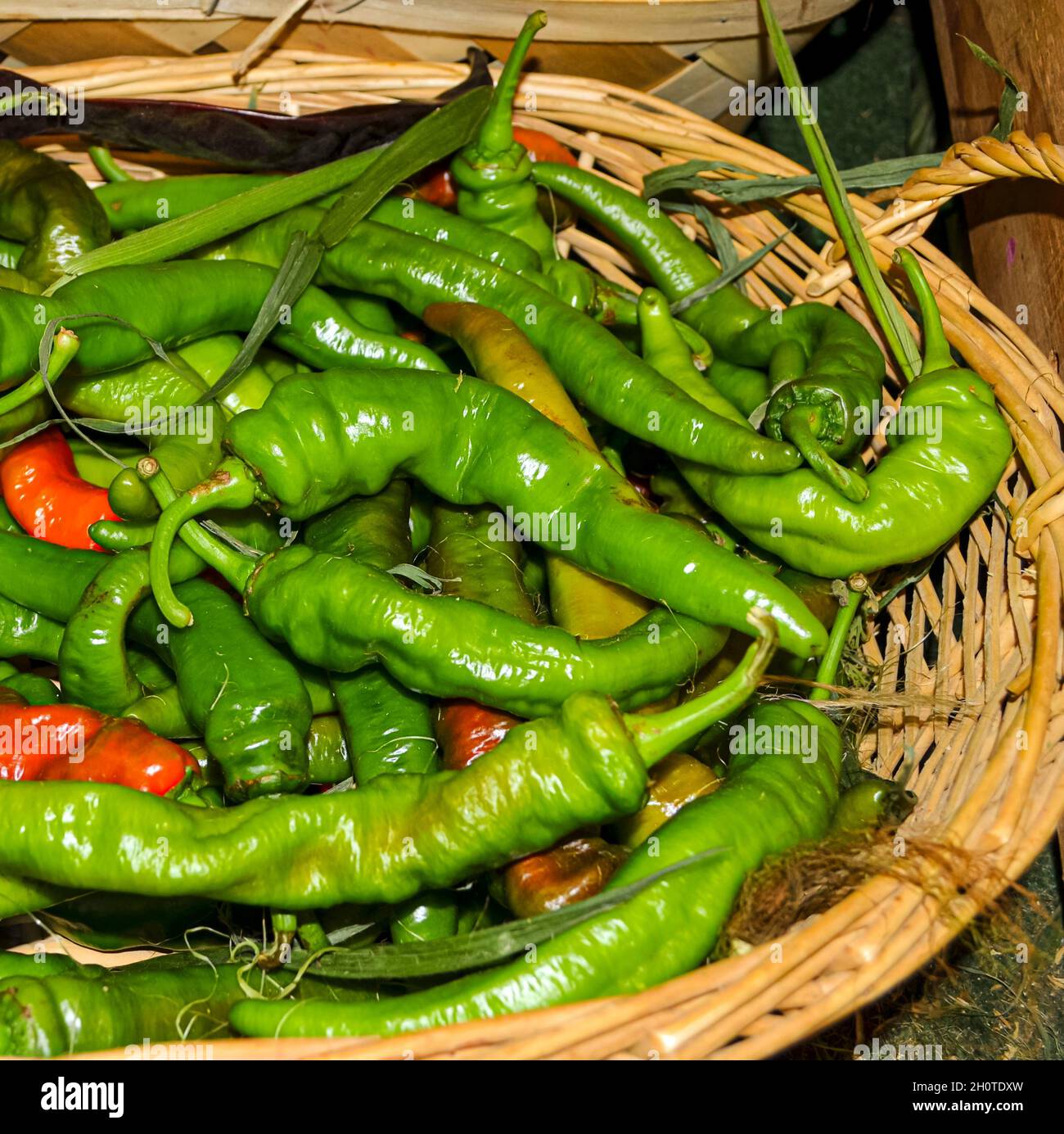 Long hots hi-res stock photography and images - Alamy