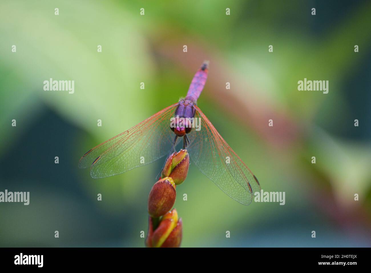Large dragonfly in sun hi-res stock photography and images - Alamy