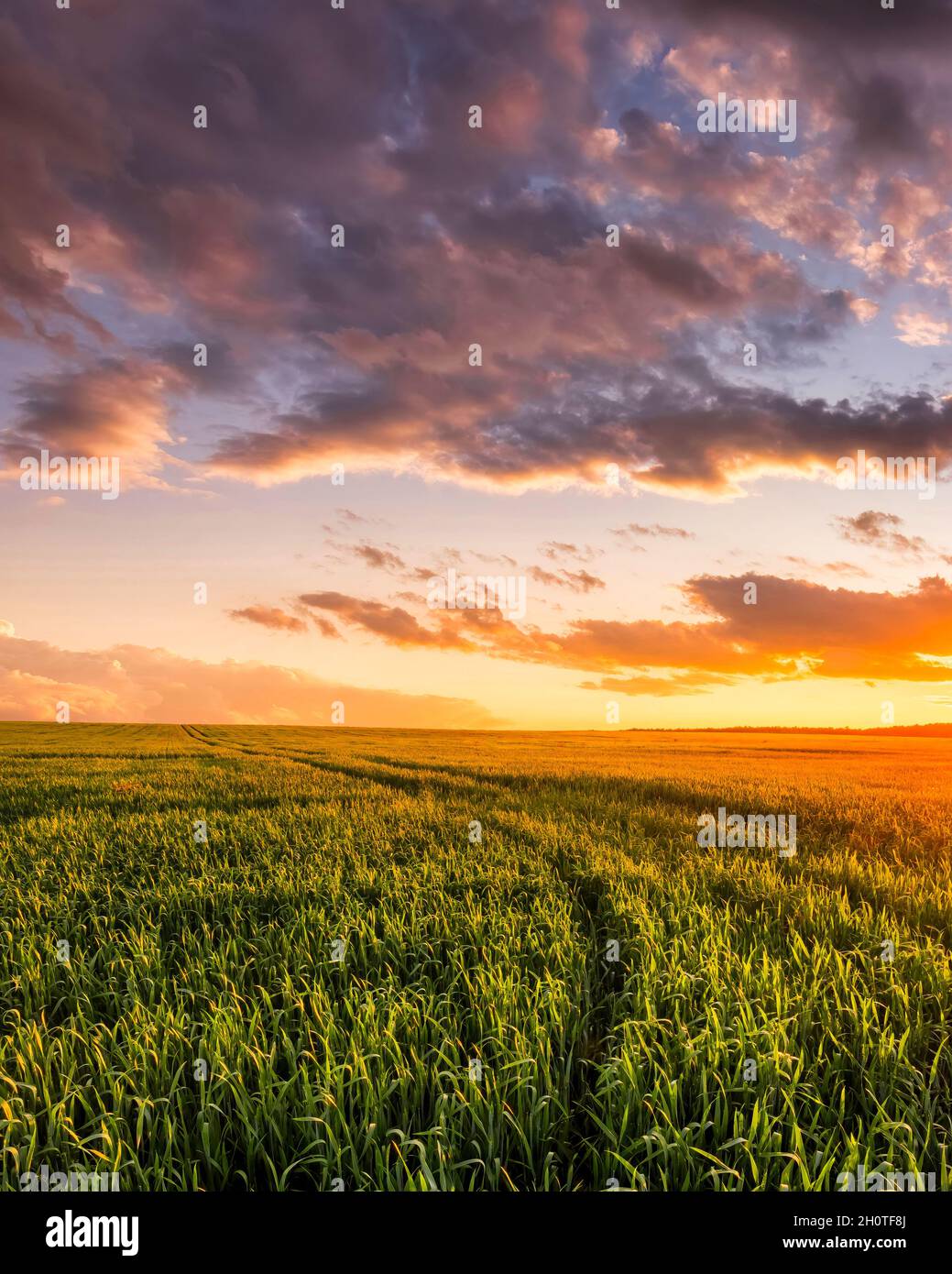 Sunset or sunrise on a rye or wheat agricultural field with young green ...