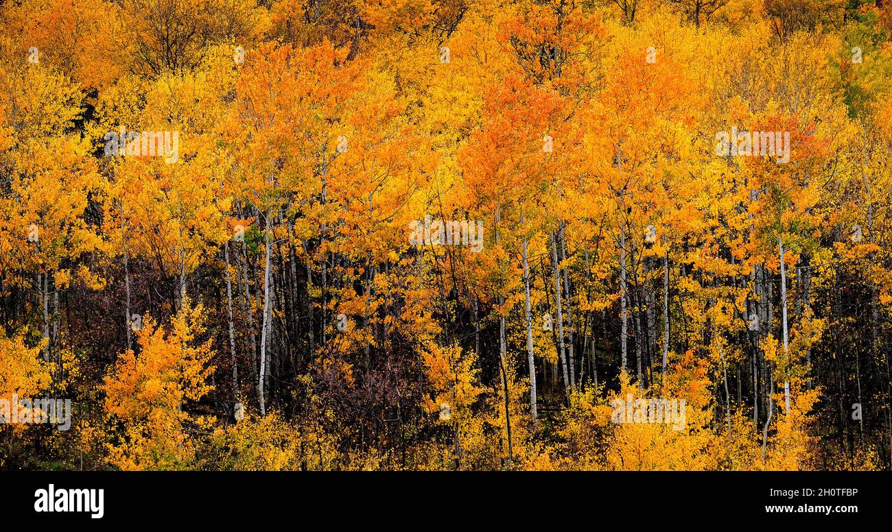 Aspen highlands hi-res stock photography and images - Alamy