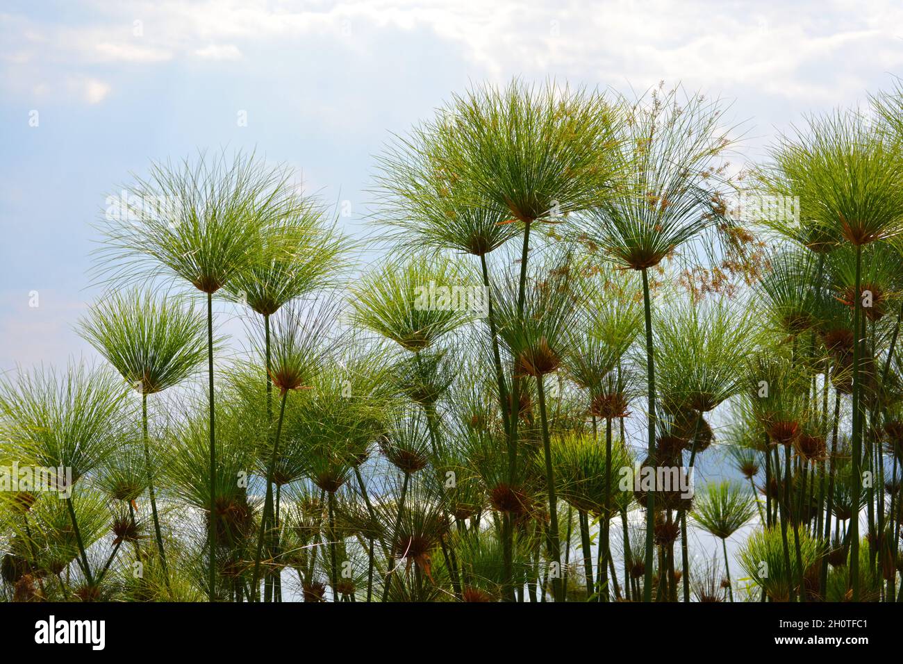 True papyrus (Cyperus papyrus) - photographed at Lake Muhazi in Rwanda ...