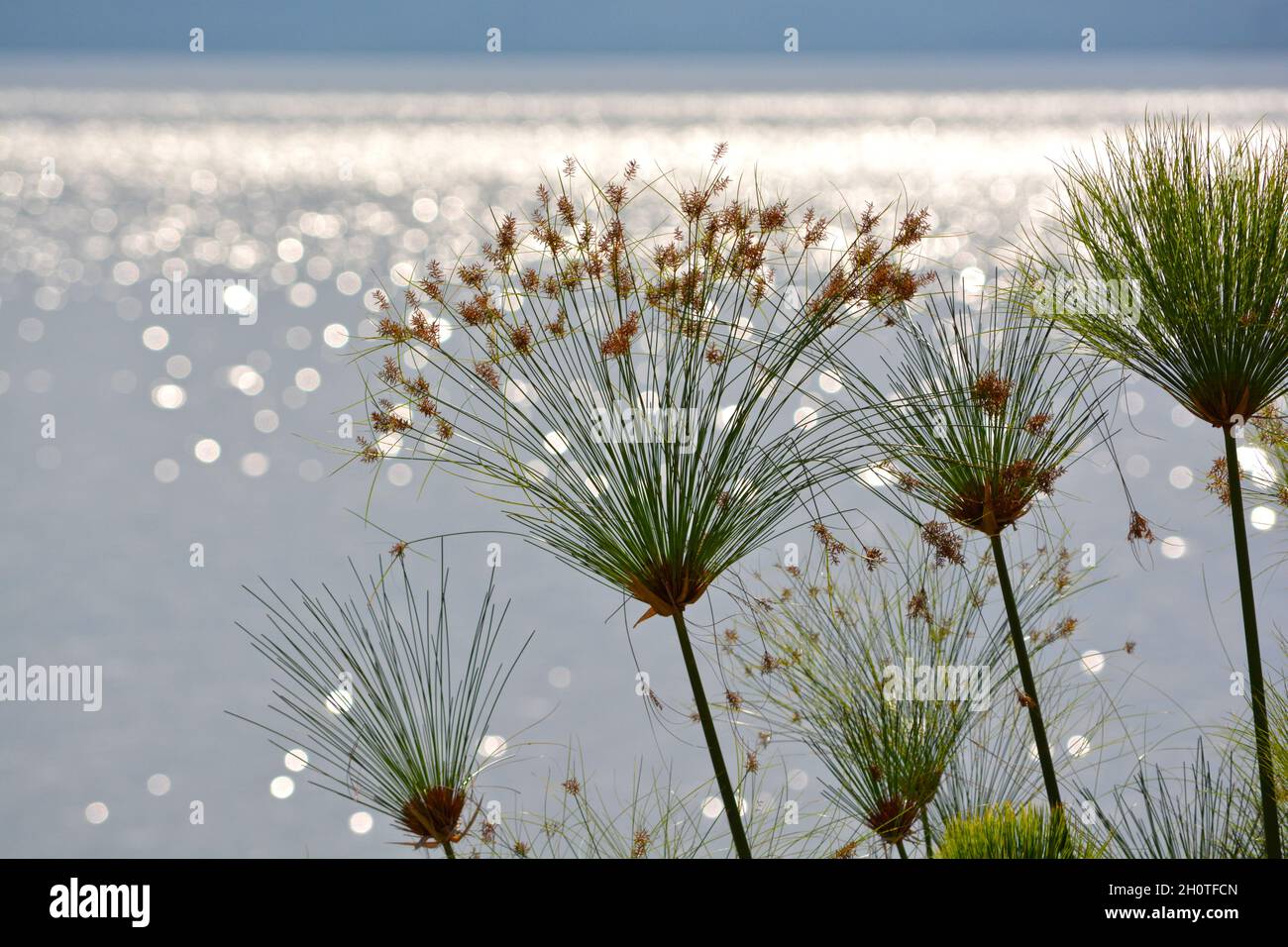 True papyrus (Cyperus papyrus) - photographed at Lake Muhazi in Rwanda ...