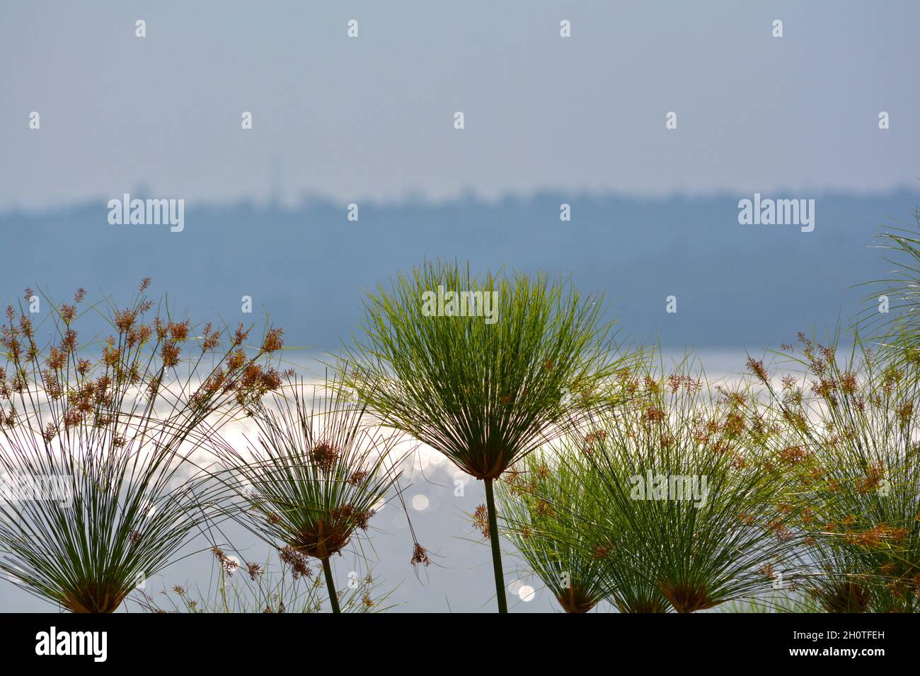 True papyrus (Cyperus papyrus) - photographed at Lake Muhazi in Rwanda ...