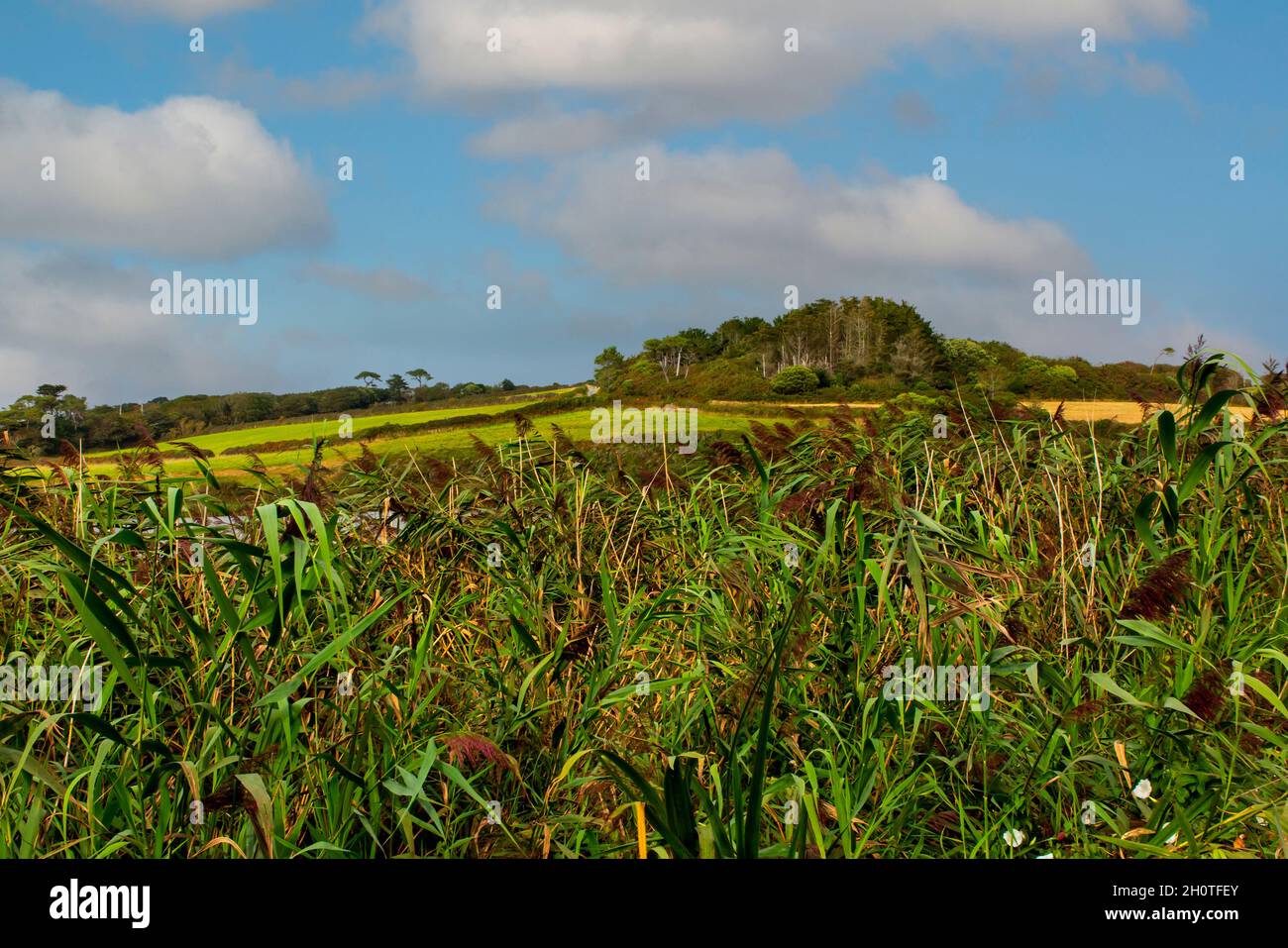 Summer view of The Loe, the largest natural lake on the Penrose Estate ...