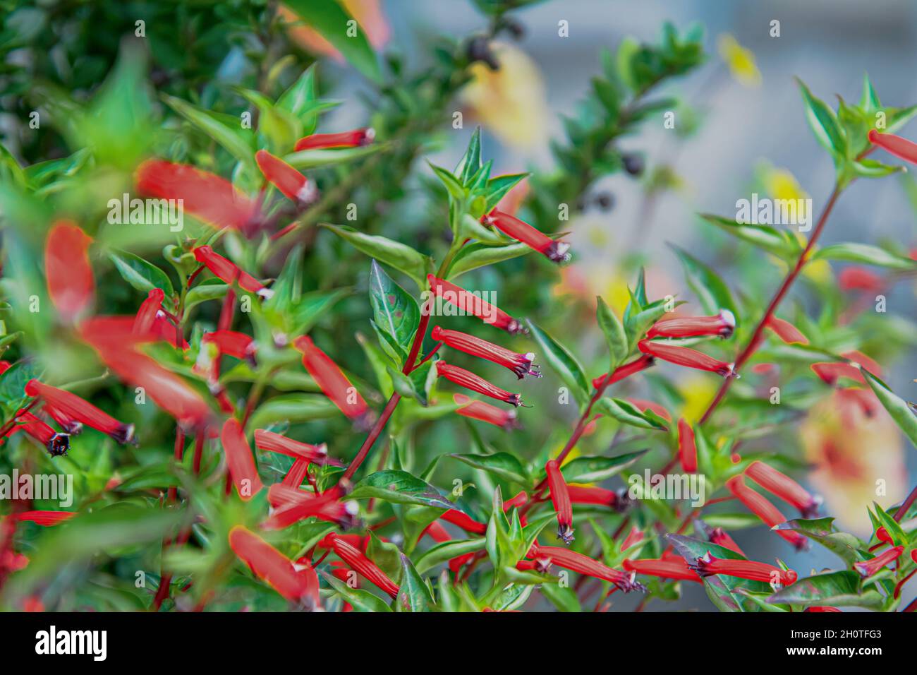 Bright flowers of a cigar plant in the blurred background Stock Photo ...
