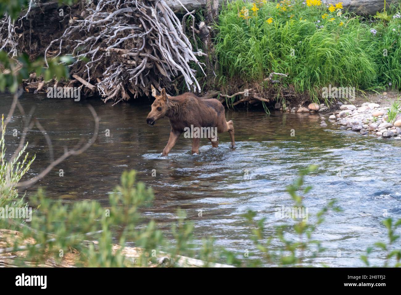 Baby calf moose walks through water in Grand Teton National Park Stock ...