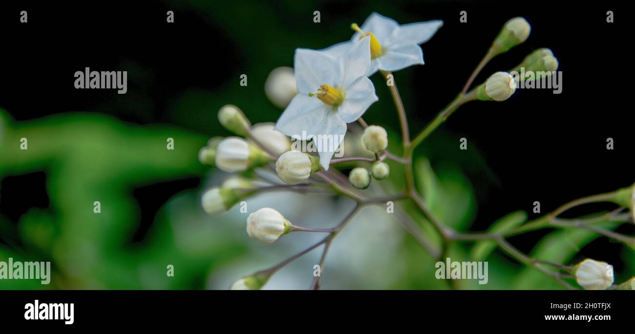 Flowers of a Jasmine nightshade in the blurred background Stock Photo ...