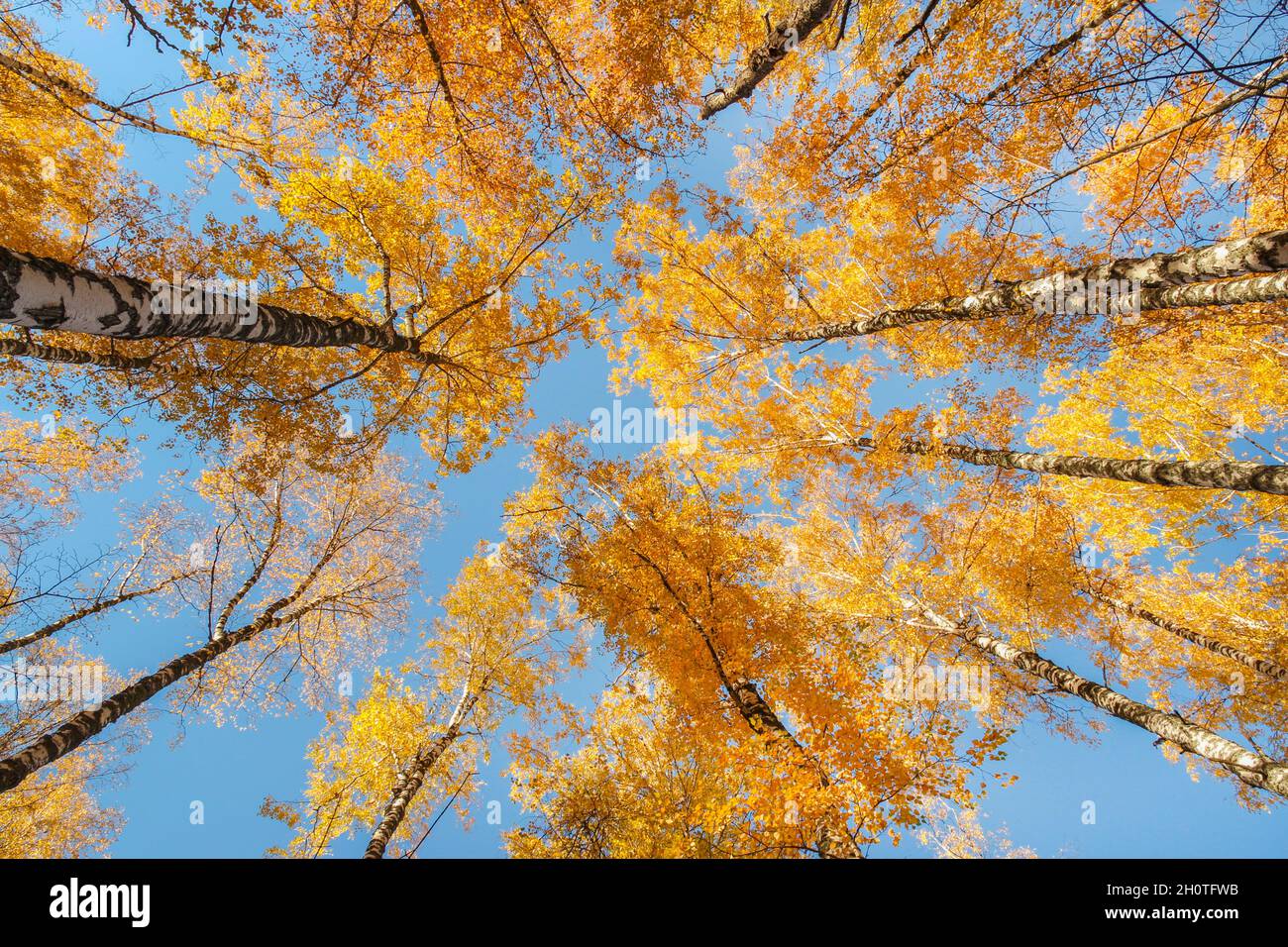 Autumn crowns of birches high against the background of the blue sky ...
