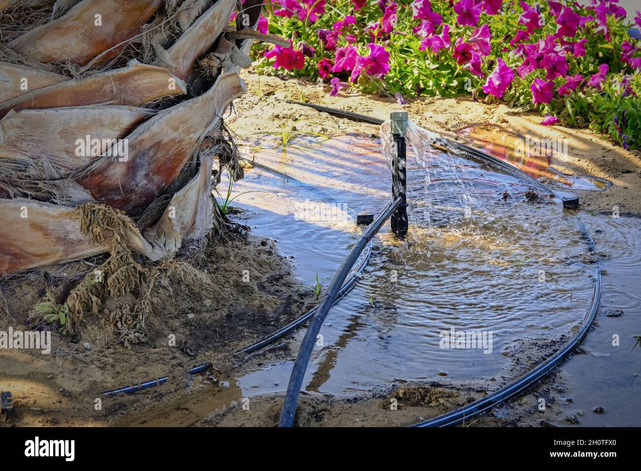 Irrigation spray system for watering, moisturizing, sprinkling palm ...