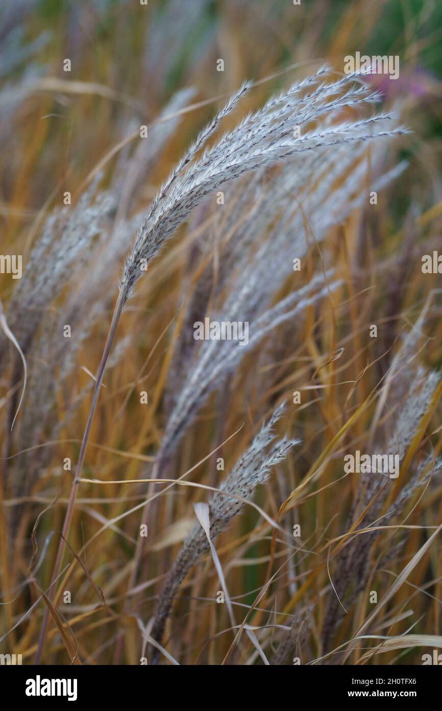 Selective soft focus on dry reed seeds bent in the wind, autumn season ...