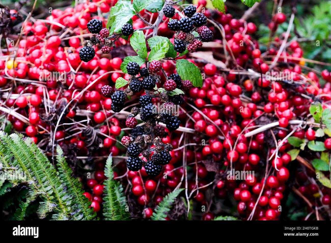 Hedgerow Berries High Resolution Stock Photography and Images - Alamy