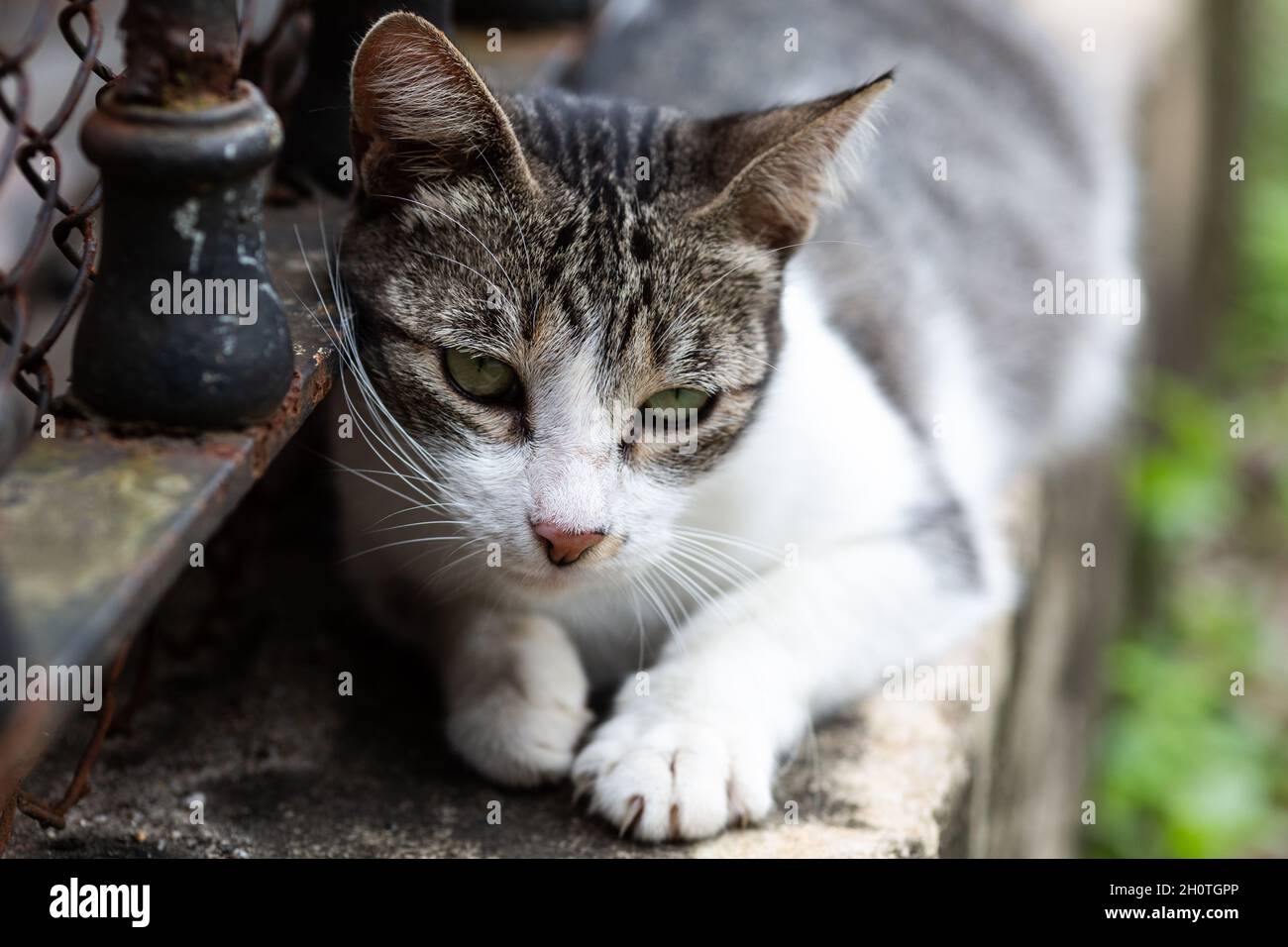 Stray tabby cat with tired sleepy eye Stock Photo - Alamy