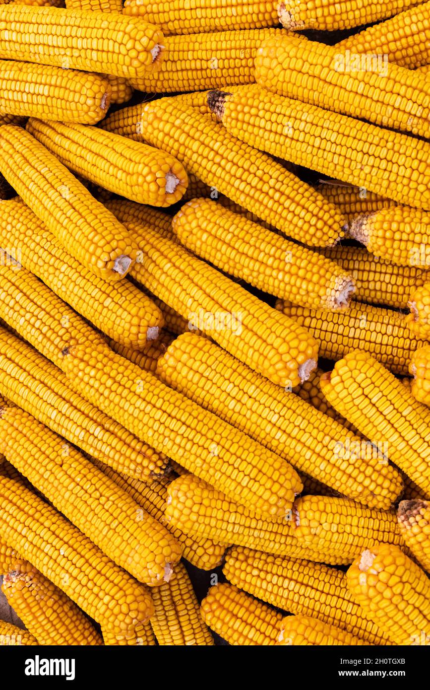 Dry corn cob background. Agriculture, farming concept Stock Photo - Alamy