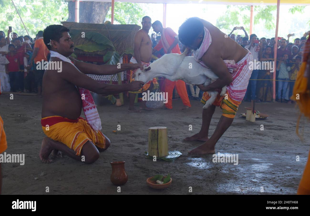 Guwahati, Guwahati, India. 14th Oct, 2021. A goat being made ready for ...